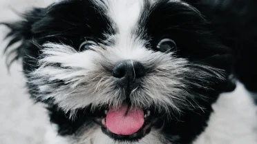 Purina reveals 8 signs your dog is happier than you think