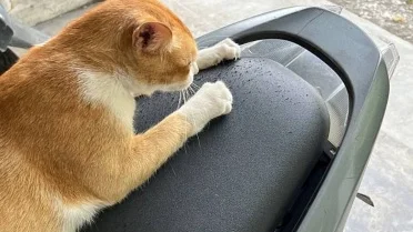 The Real Reason Your Cat Keeps Scratching the Couch, According to Experts