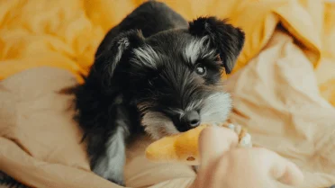 Purina reveals 8 signs your dog is happier than you think