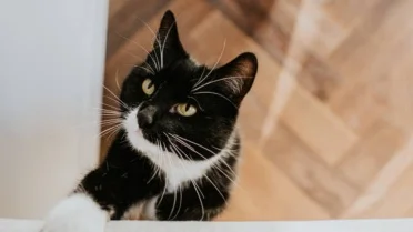The Real Reason Your Cat Keeps Scratching the Couch, According to Experts