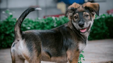 Purina reveals 8 signs your dog is happier than you think