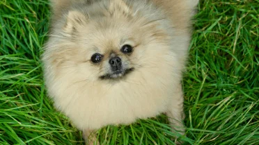 7 signs you should take your dog to the vet immediately