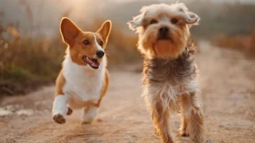 The Words Dogs Love to Hear MostAnd Why the Way You Say Them Matters
