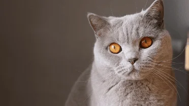 Feline leukemia: what it is, symptoms, risks and how to protect your cat