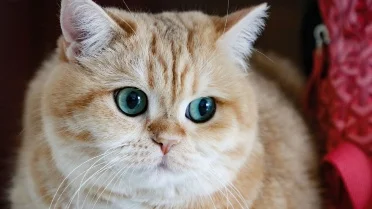 Vaccines that help protect your cat from serious diseases