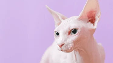 You broke your cat's heart without realizing it, and now he's angry ...