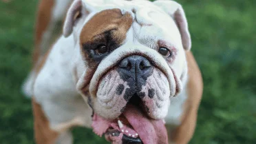 These are the most common health problems in Bulldogs, according to experts