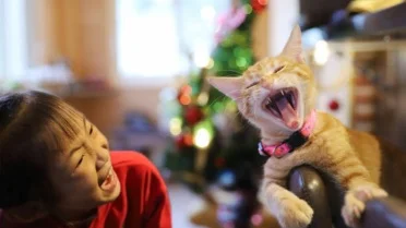 Experts reveal 5 ways cats imitate the humans they trust most ...
