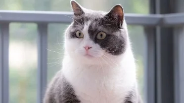 Feline leukemia: what it is, symptoms, risks and how to protect your cat