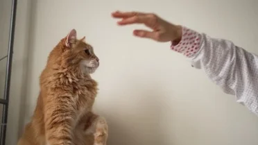 Experts reveal 5 ways cats imitate the humans they trust most ...