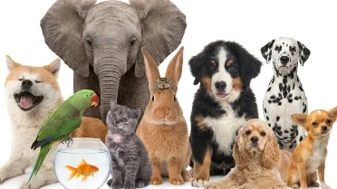 Hollywood furry royalty: The real breeds and hidden secrets of your ...