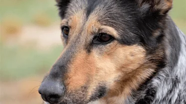Signs your dog is smarter than you think: these breeds top the ...