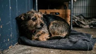 What No One Tells You About Pets That Seem to See Things Humans Can't
