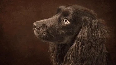 The most common cancers in dogs: signs every owner should know