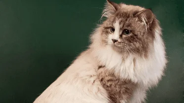 Vaccines that help protect your cat from serious diseases