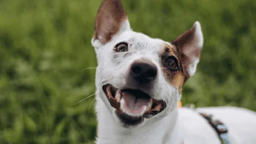 Wait or act? When to take your dog to the emergency vet