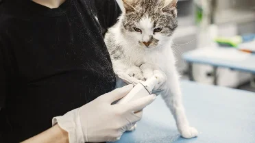 The core vaccines every cat should receive, according to Purina