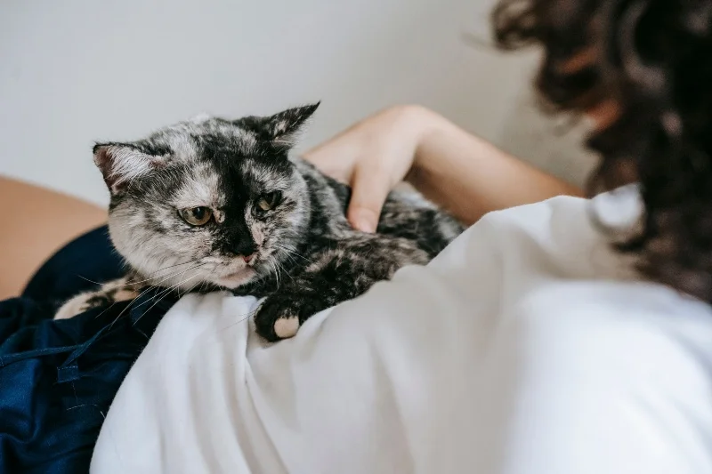 Experts explain the hidden meaning behind cats sleeping on you