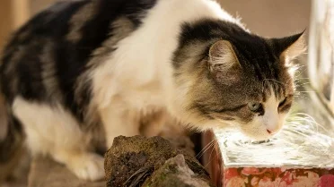 Is your cat showing these signs? It could be early kidney disease