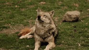 What Animal You Might Have Been in a Past Life Based on Your ...