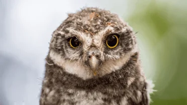 What Animal You Might Have Been in a Past Life Based on Your ...