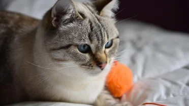 7 subtle ways cats say I trust you