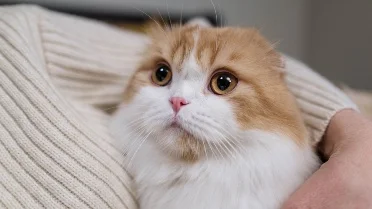 If your cat slow blinks at you, heres what theyre trying to say