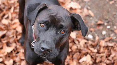 How can I help my aggressive dog relax when there are visitors?