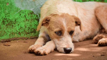 10 Things You Do That Can Make Your Dog Feel Unloved