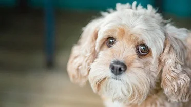 If your dog does these 12 things, it means he's very angry with you