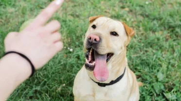If your dog does these 12 things, it means he's very angry with you
