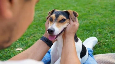 If your dog does these 12 things, it means he's very angry with you