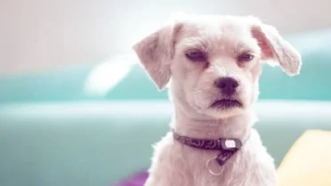 If your dog does these 12 things, it means he's very angry with you