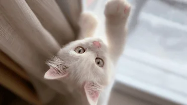Do you have an indoor cat? This is what happens in the brain of a ...