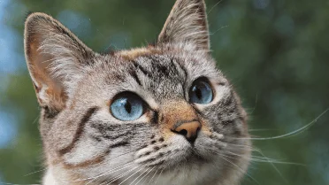 Do you have an indoor cat? This is what happens in the brain of a ...