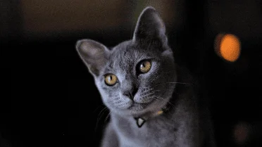 How to identify urinary problems in cats before they worsen: 7 signs no ...