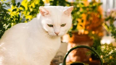 Does Your Cat Need Sunlight Every Day? What Apartment Owners Should Know