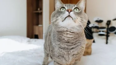 The Secret to Getting Your Cat Used to Using Its Litter Box