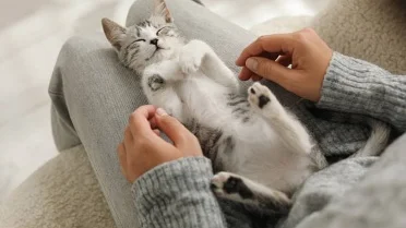 Human habits that cats probably don't like
