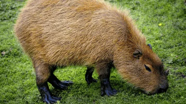 8 exotic pets that are legal in the United States