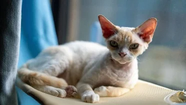 Purr-fect astrology: Which cat personality matches your zodiac sign best?