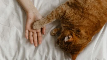 8 signs your cat secretly thinks youre their parent