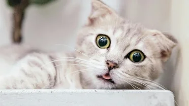 Vets reveal the small mistakes that emotionally affect cats