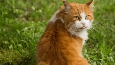 10 Royal Names to Give Your Cat the Majestic Identity They Deserve