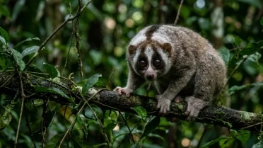 What No One Tells You About Animals That Look Adorable But You Should ...