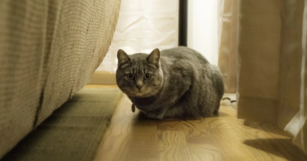 8 reasons why your cat might not feel safe at home, even when with you