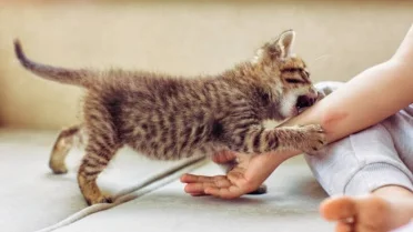 If your cat scratches you or moves away when you pet it, the problem ...