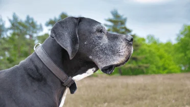 Looking for a Loyal Best Friend? These 8 Dog Breeds Are the Most ...