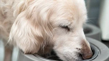 Signs Your Dog May Not Be Drinking Enough Water During Hot Weather