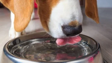 Signs Your Dog May Not Be Drinking Enough Water During Hot Weather